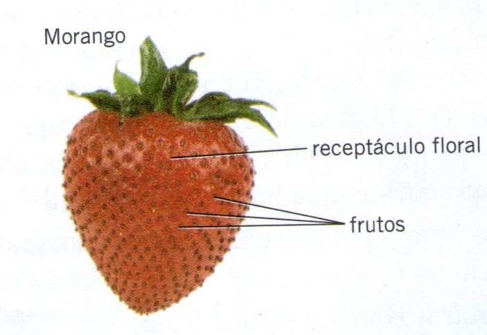 BIOLOGIA NA VIDA: FRUTOS E SEMENTES