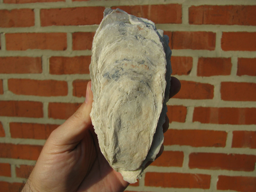 Views of the Mahantango: Large fossil oyster from Florida