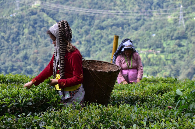 10 Things to Know About Darjeeling Tea - Chamong Chiabari