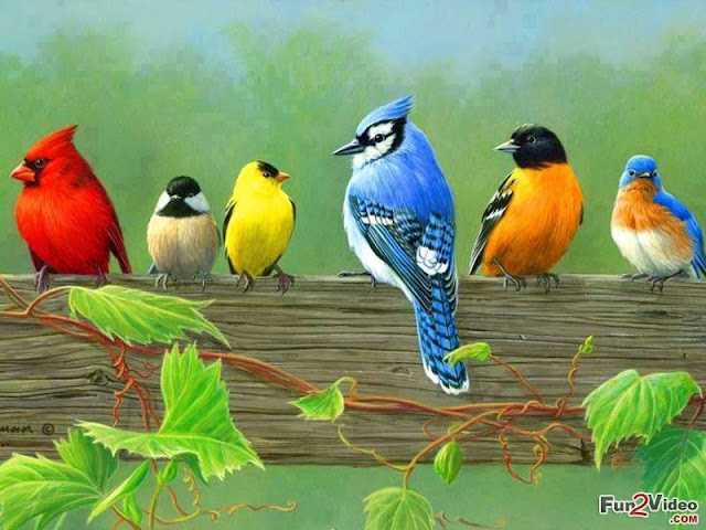 Nature Info: most beautiful birds ..........