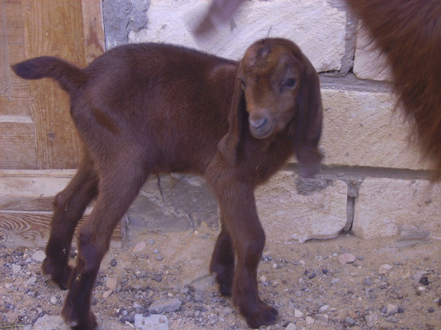 Rahmani Sheep, Shami Goats & More Ain Musa Farm: Our Arrival: Shami ...