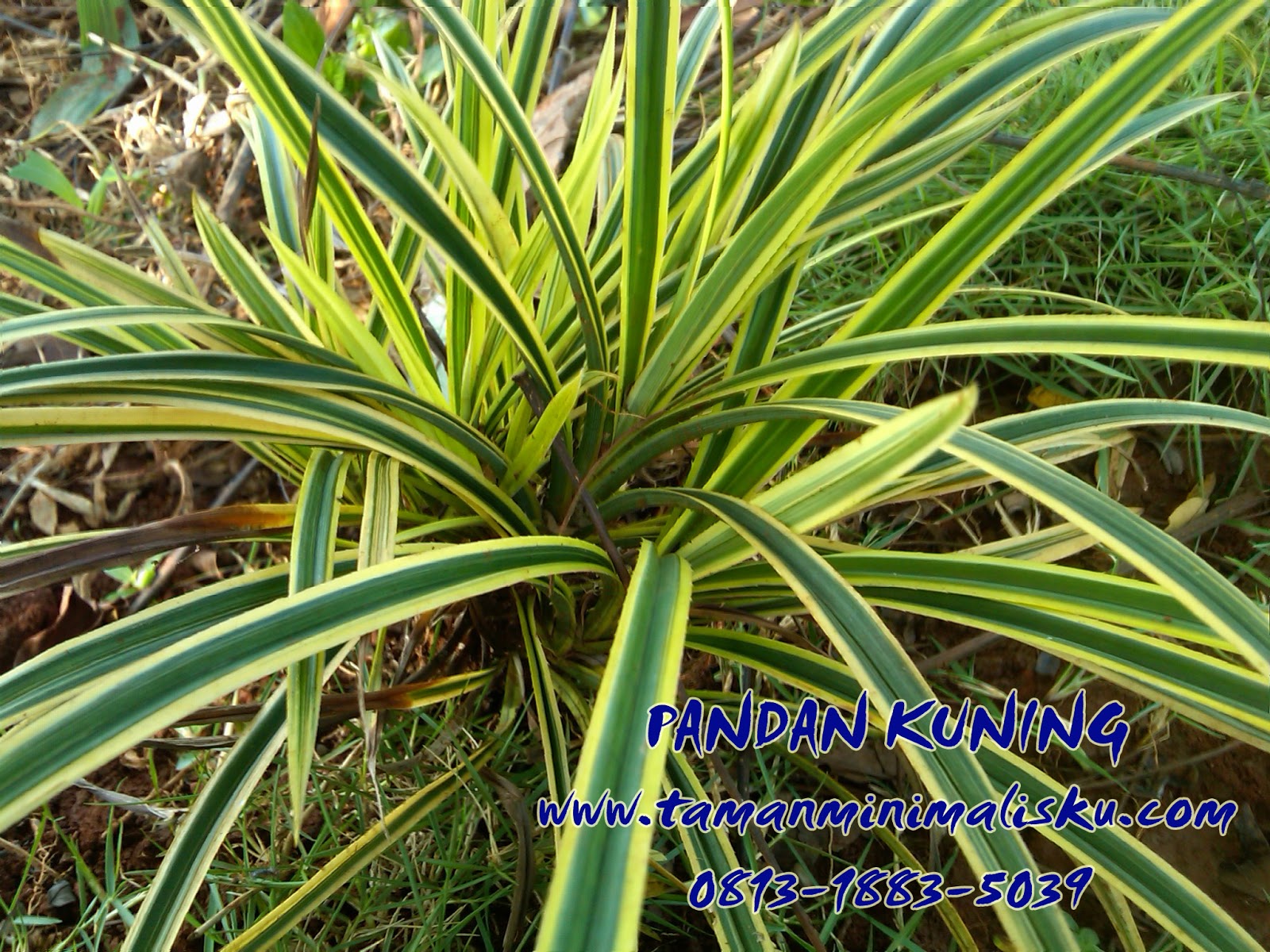 12+ Tanaman Hias Jenis Pandan