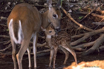 Marian's Hunting Stories, etc., etc., etc...: A Little Buck To Brighten ...