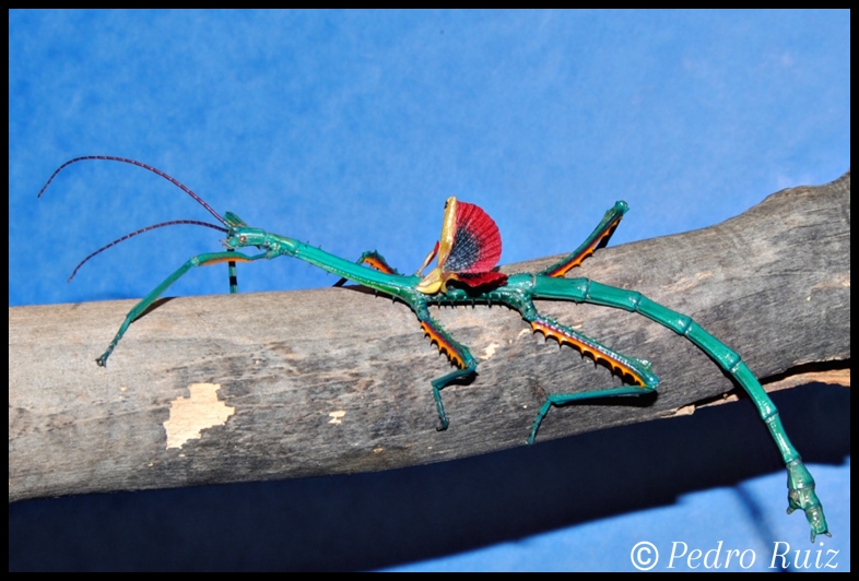 fasmidos.net: Achrioptera manga "Orangea", ficha de cría y fotografías.