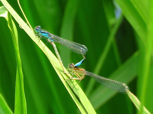 BugBlog: Hull Dragons 2020: July summary