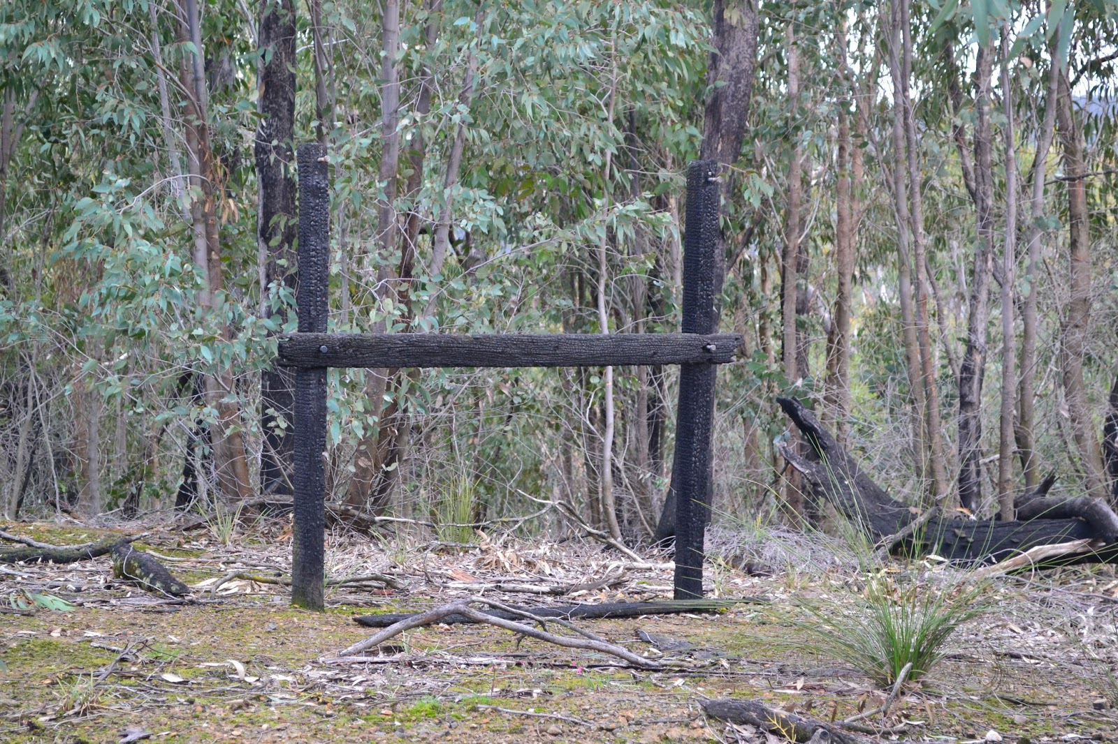 Goin' Feral One Day At A Time: Mt Everard Circuit, Kinglake National ...