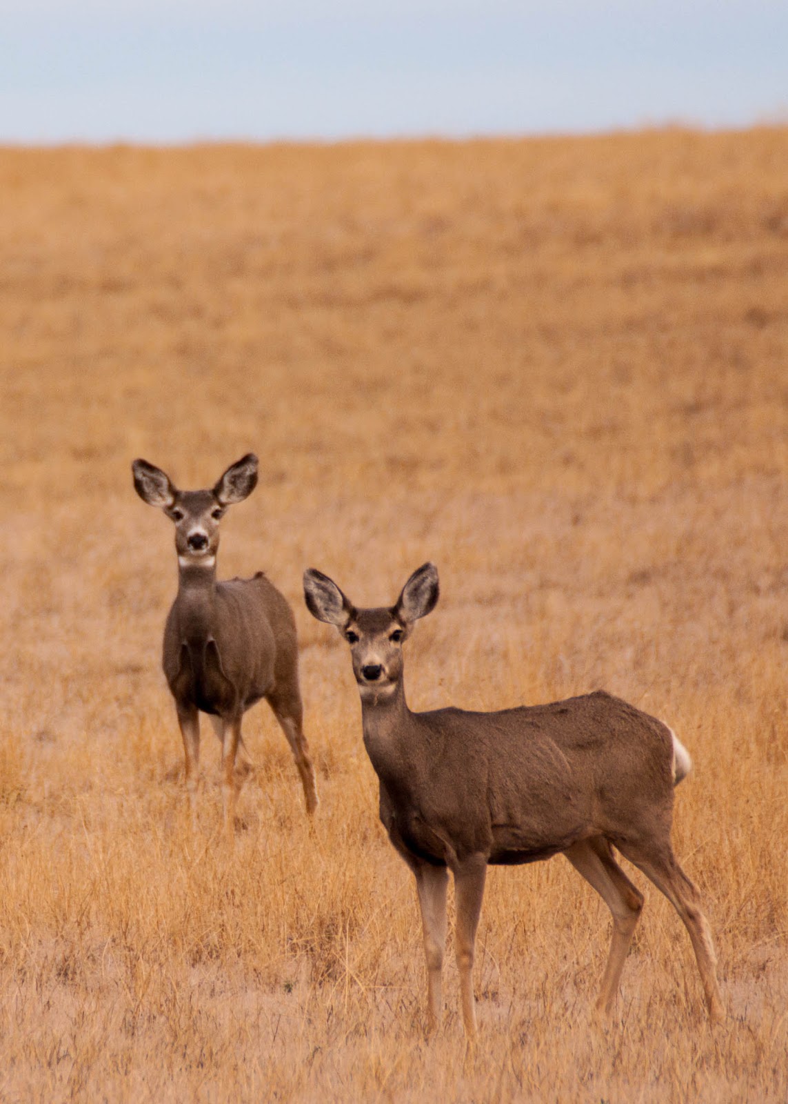 Danny Benzel Nature and Conservation Photography