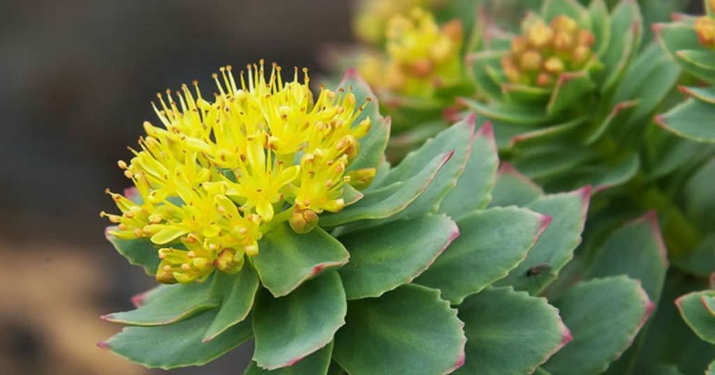 The Herb Hound: RHODIOLA