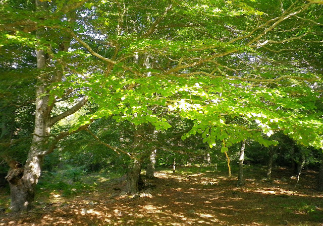 TRACKSRIOJA: Bosques de El Rasillo y Ortigosa de Cameros--BTT