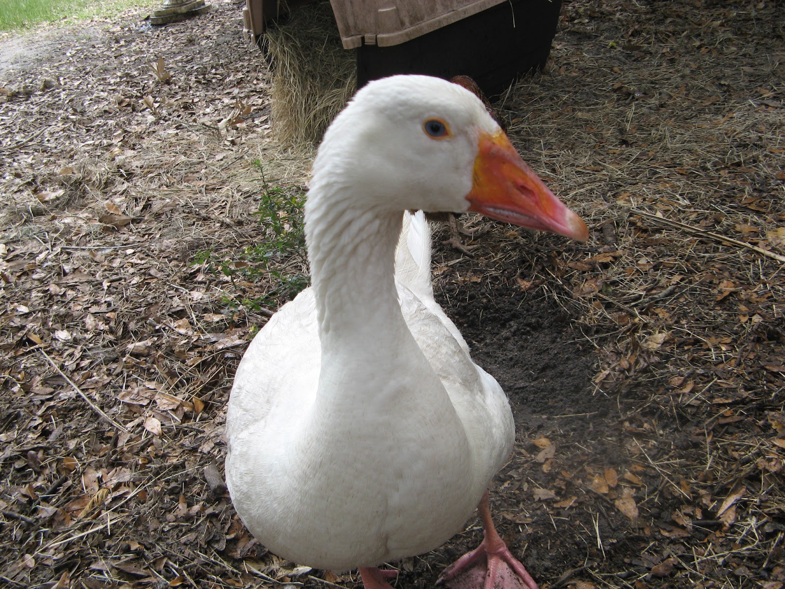 Angel Feather Farm: Conversation With A Gander