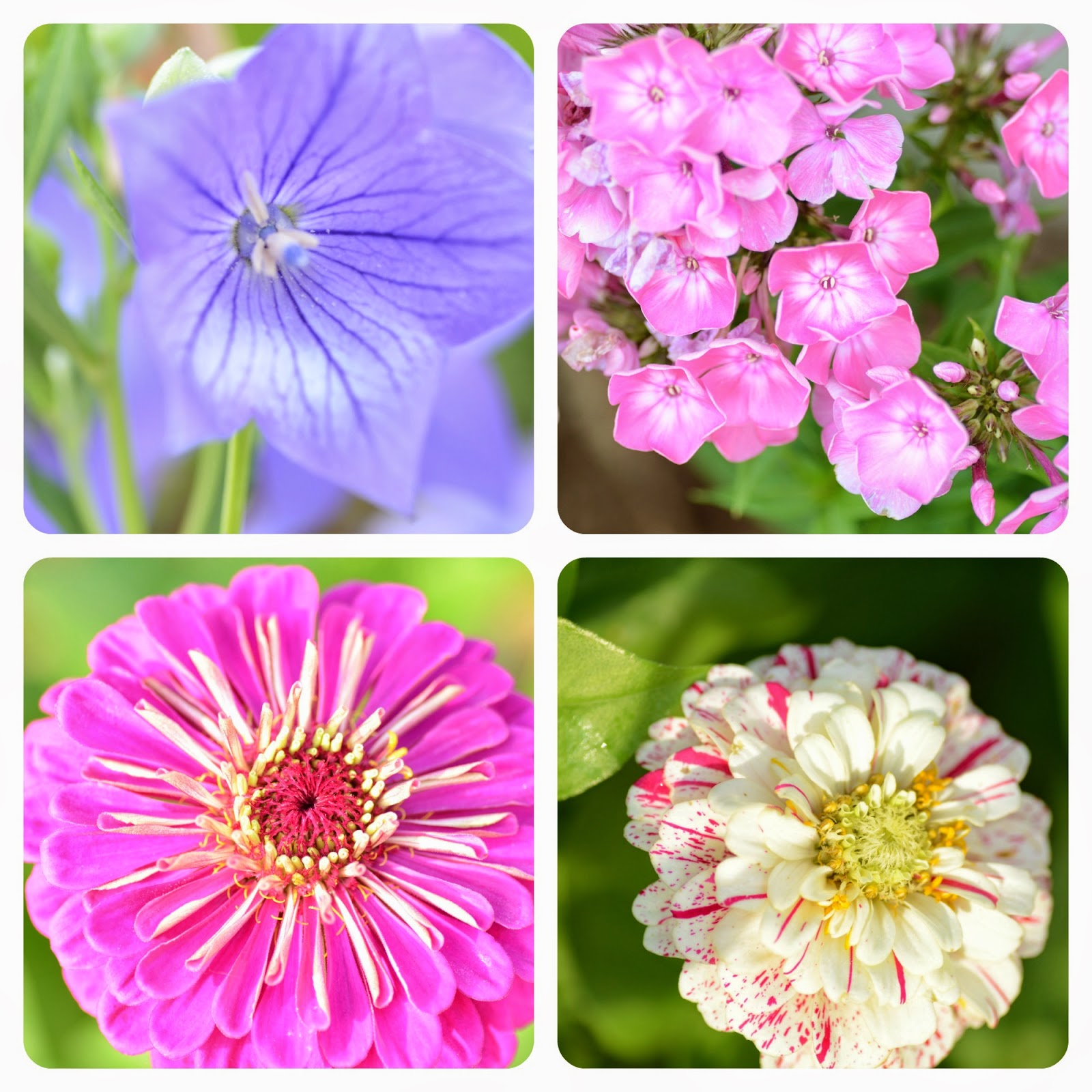 Hyacinth Quilt Designs: Flowering Snowball