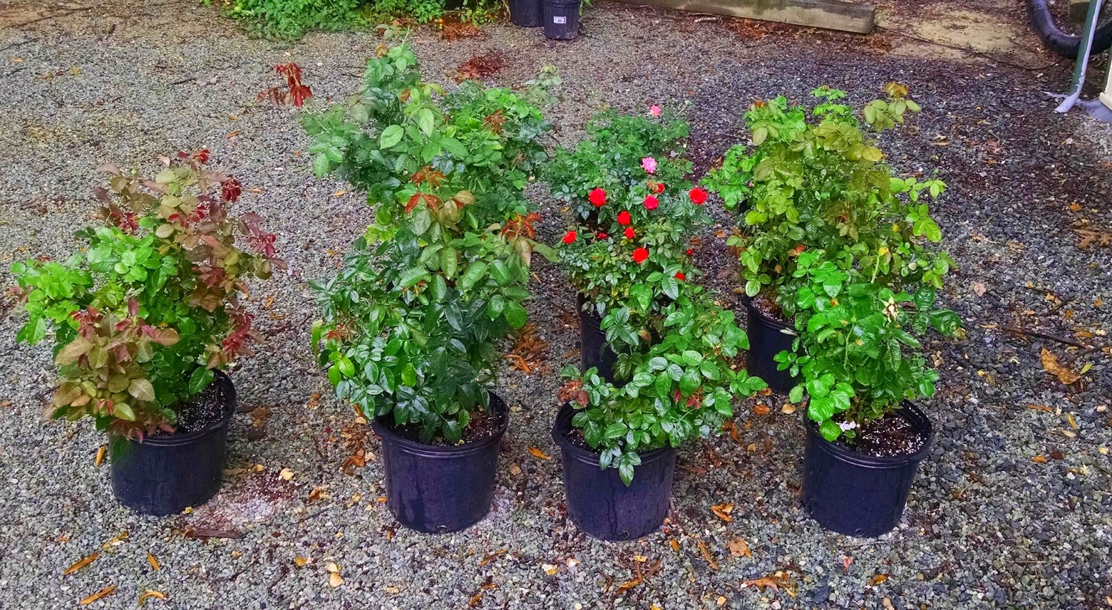 Coming Up Roses: Expert Rose Advice from Witherspoon Rose Culture: What ...