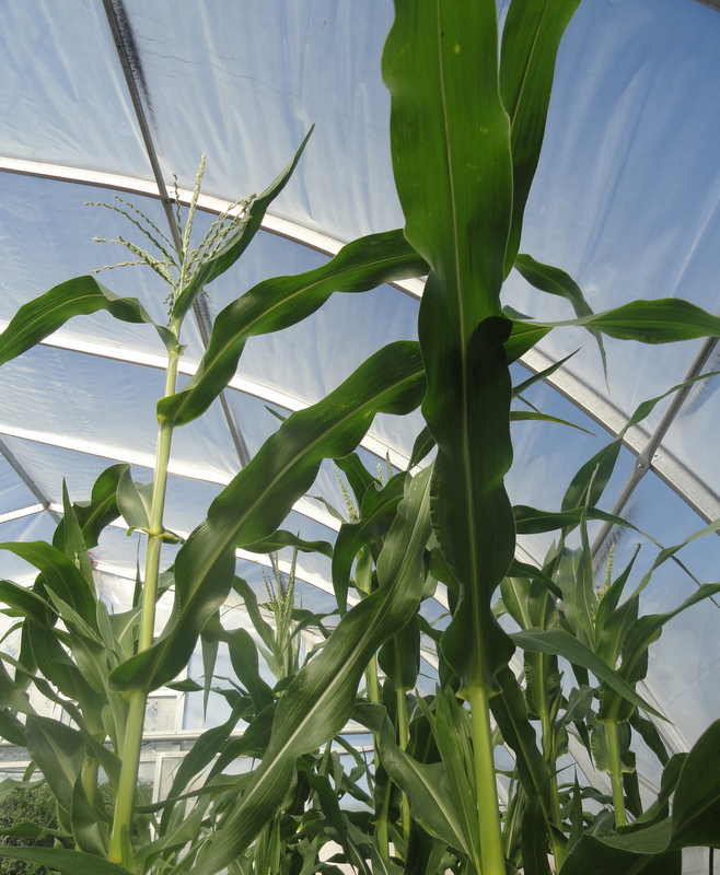 Cooking in someone else's kitchen: Indoor corn