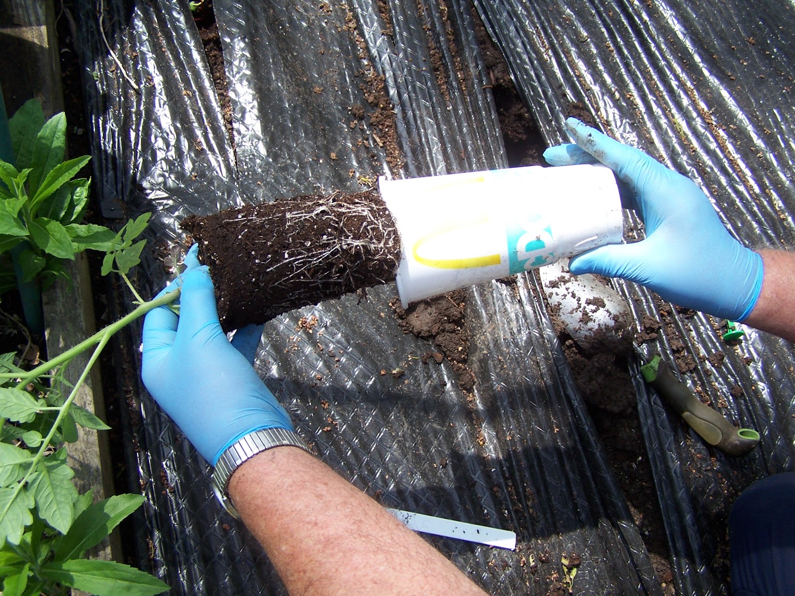 Somethings Old, New, Green, Redo!: Midwest Gardening: Putting in ...