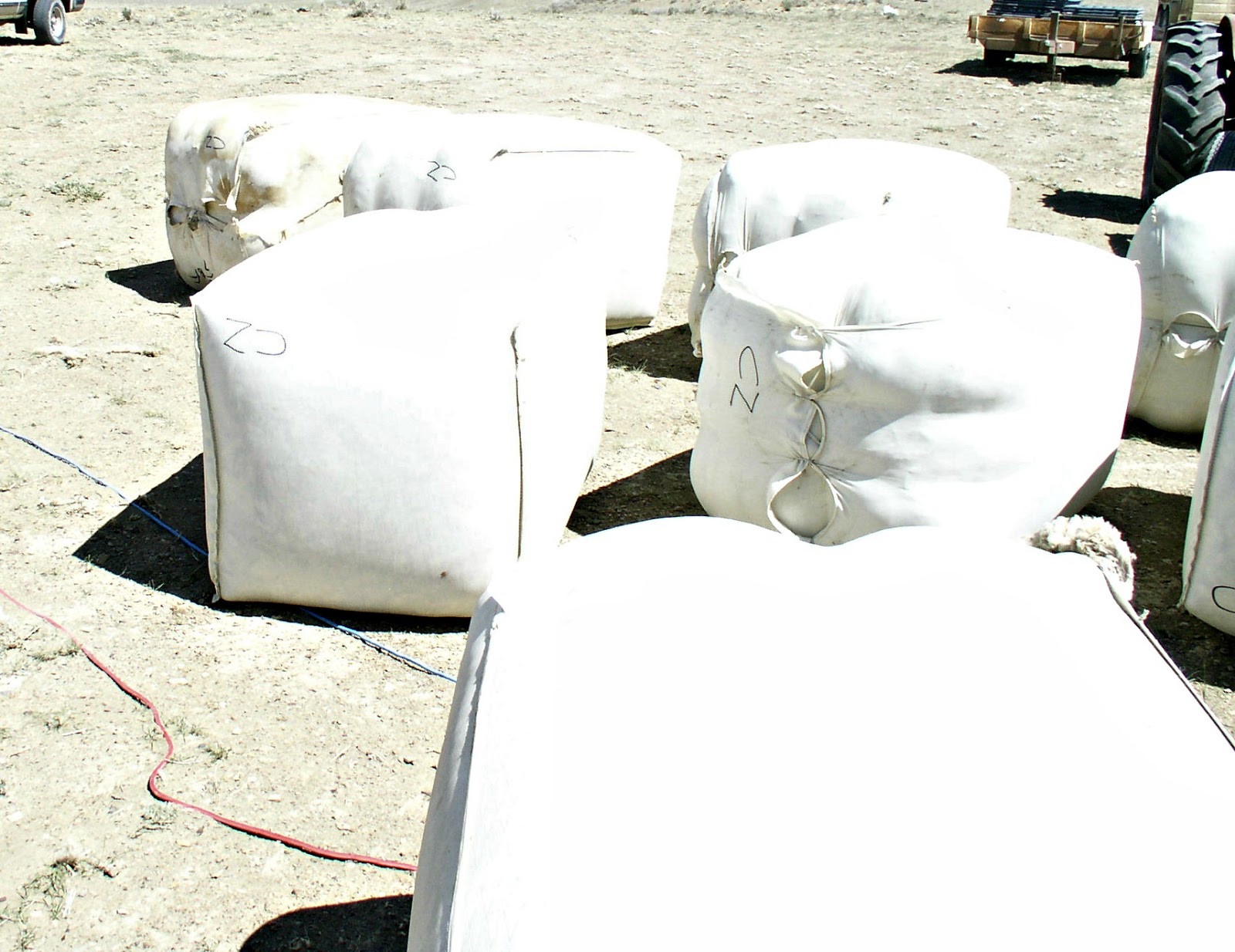 [Sweetwater series] shearing