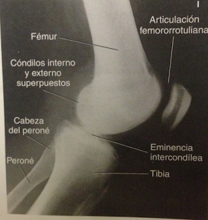 NOSOLOTECNICOS: RODILLA LATERAL