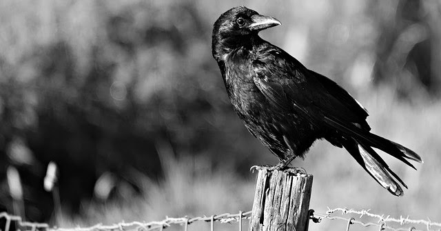 Página de curiosidades y más: Curiosidades de los cuervos - Cosas que ...