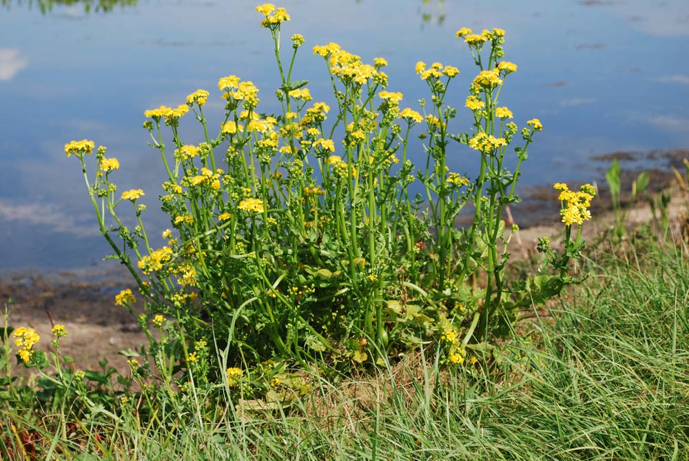 Space Coast Wildflowers: April 2012