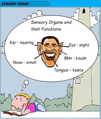 The World Through Our Senses: The Sensory Organs and their Function