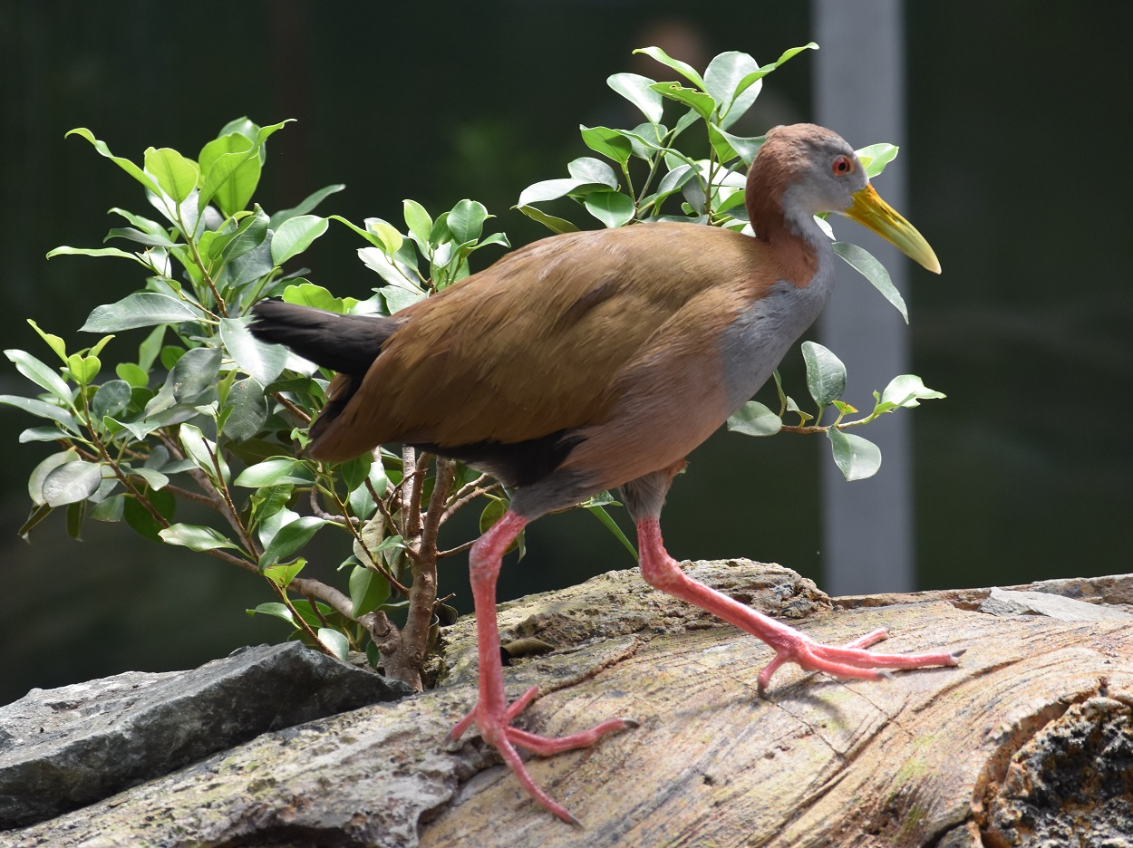 ZOOTOGRAFIANDO (6.100 ANIMALS): RASCÓN DE CUELLO ROJO / GIANT WOOD-RAIL ...