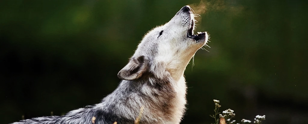 One possible origin of early wolf domestication is a single cave in ...