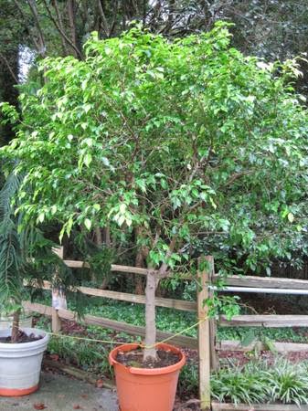 Ficus anyone....? | Bonsai Nut
