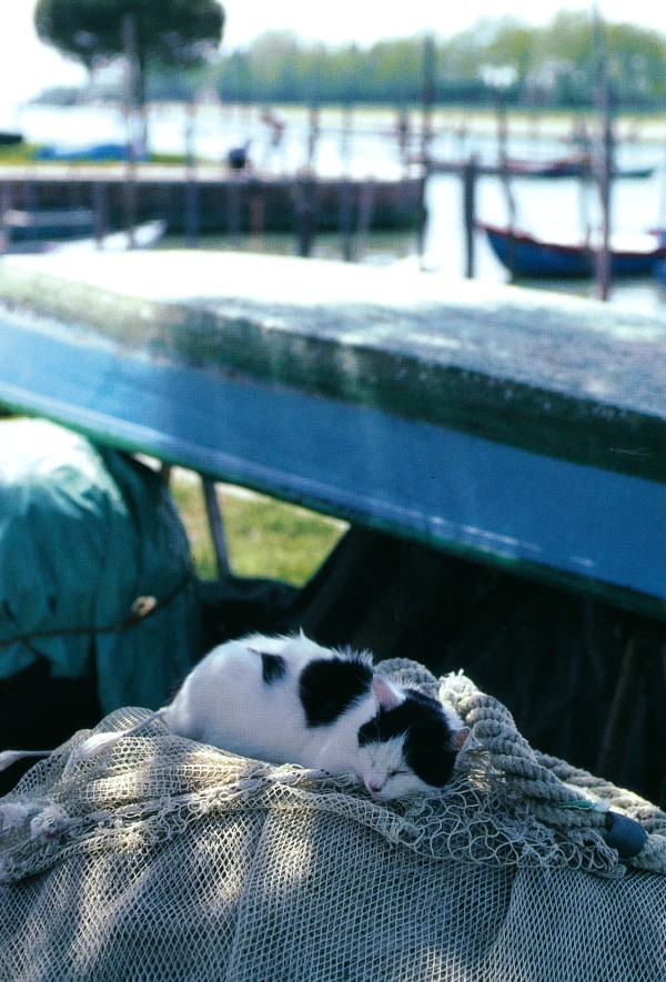 Cats of Venice, Italy - 34 photos by renowned photographer Shin Otani ...