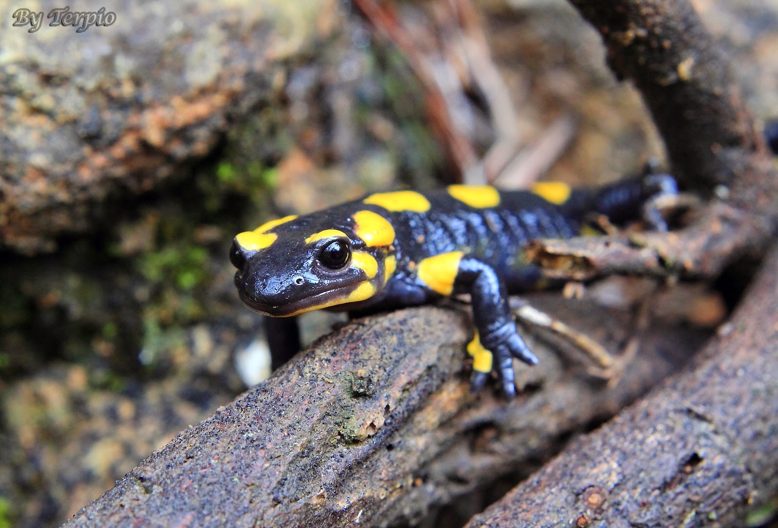 Viajes, Salidas, Naturaleza, (Fotografía).: Salamandra Común ...