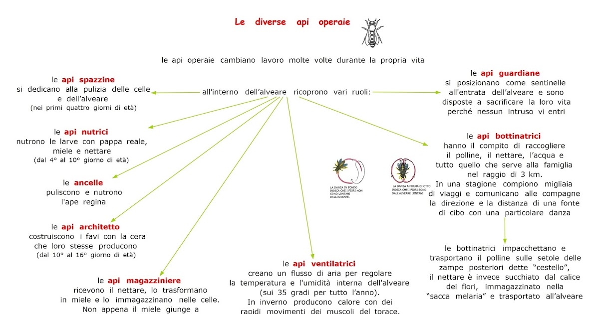Paradiso delle mappe: Le diverse api operaie