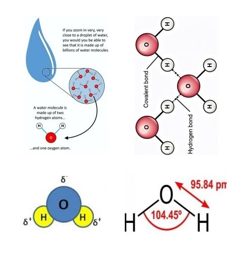 Student Study Notes: STPM Biology Biological Molecules Part 2 Water