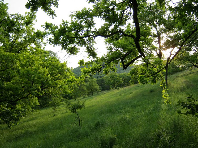 Country inside: Comorile ascunse ale Dobrogei ~ part.I ~ Bujorii din ...