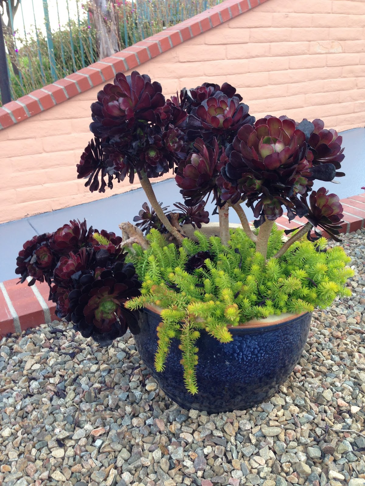 hummingbird hype: More beautiful succulents central California