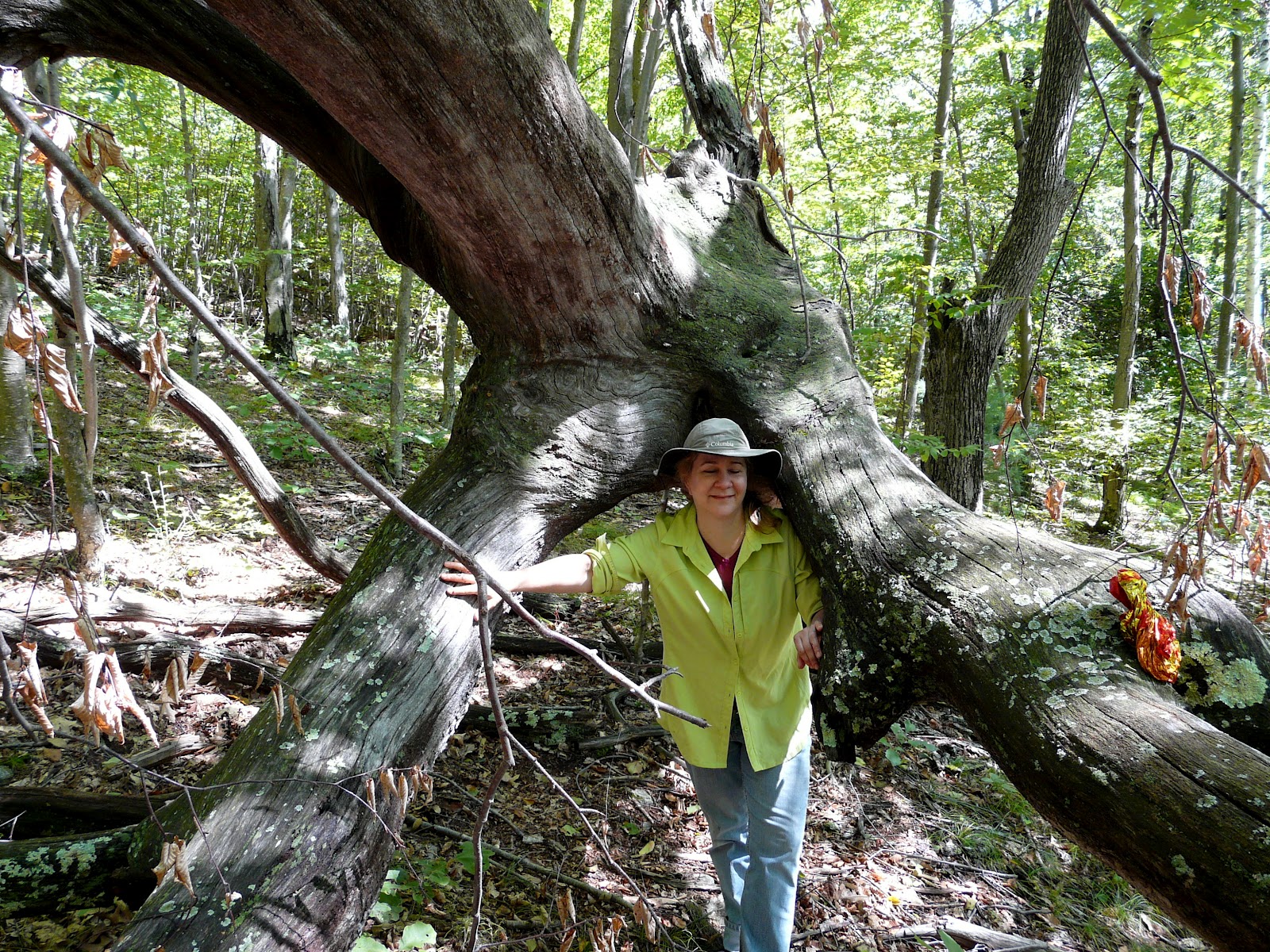 Timberturner + Bowlwood Woodturning: Wolf Trees of New England
