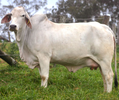 TIRAKAT MANDIRI: Mengenal Jenis dan Macam Sapi