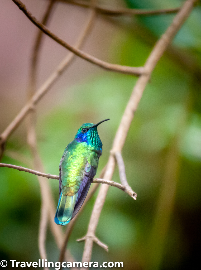 Bird of the month of April || The centred, enlightened Hummingbird