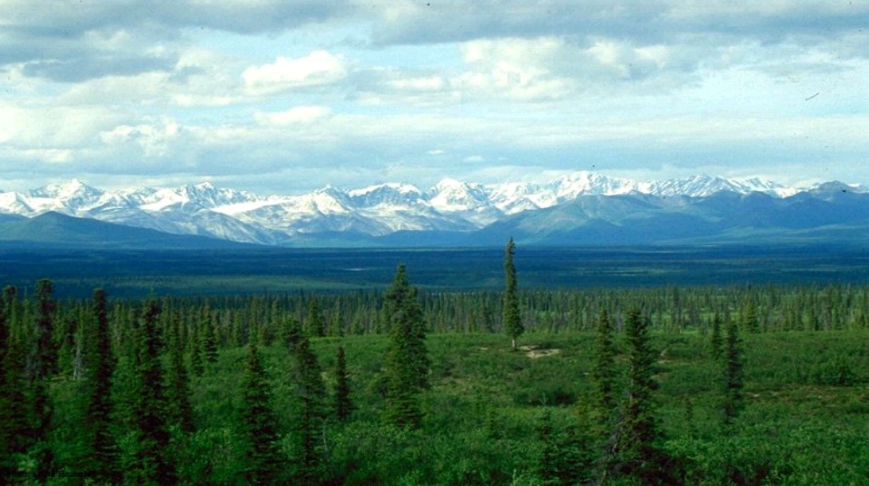 Persebaran Bioma Taiga Di Dunia