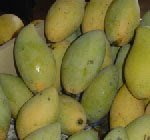 MANGO TREES: Brief history of mango