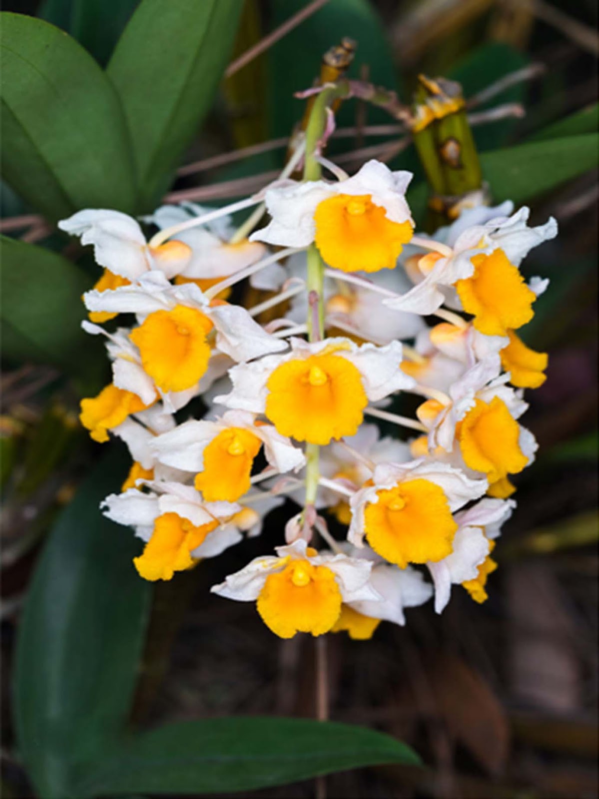 5 loại Lan Thủy Tiên - Kiều phổ biến: nên tìm hiểu để chơi - Cách Trồng Lan