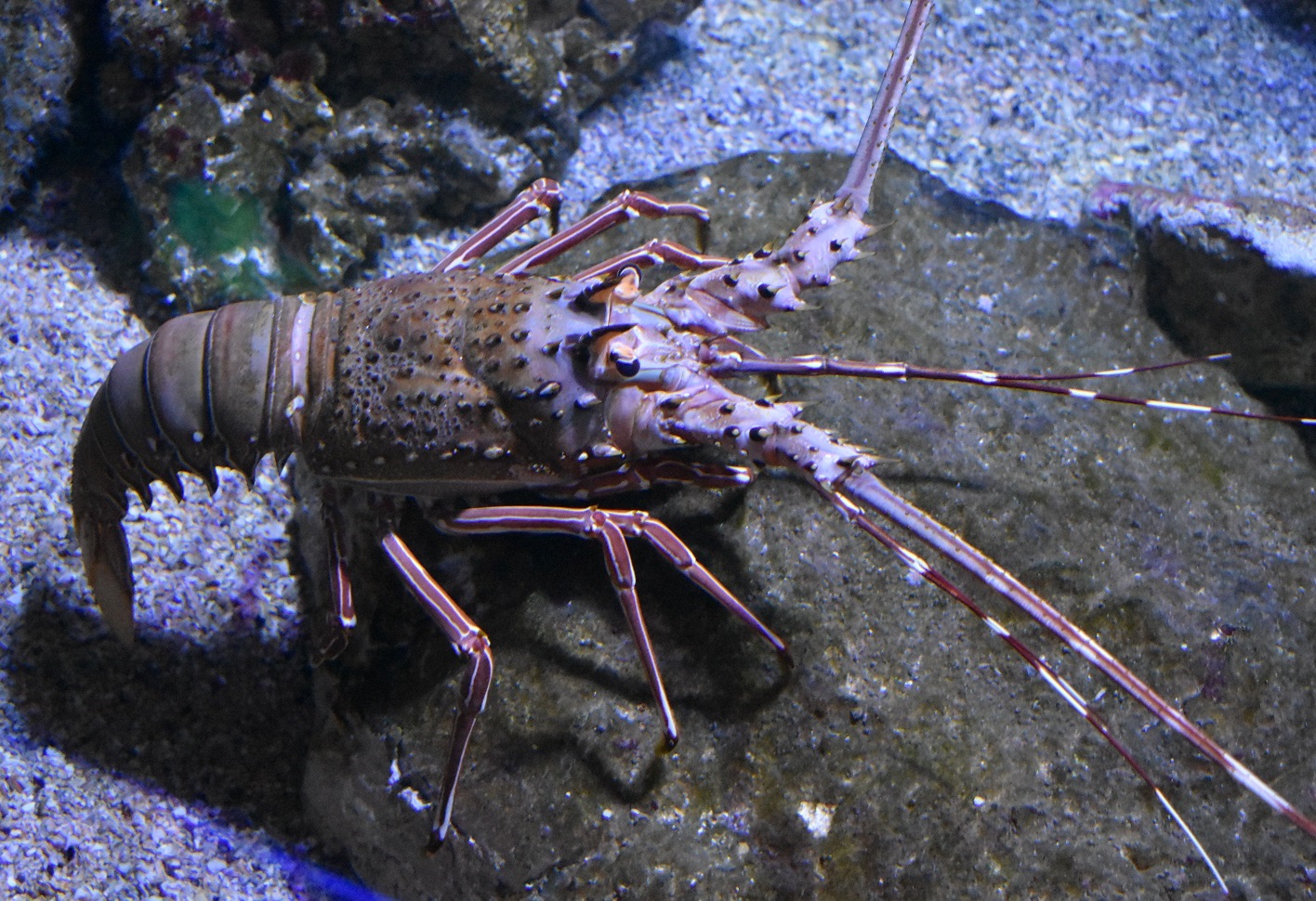 ZOOTOGRAFIANDO (6.057 ANIMALS): LANGOSTA VERDE / GREEN SPINY LOBSTER ...