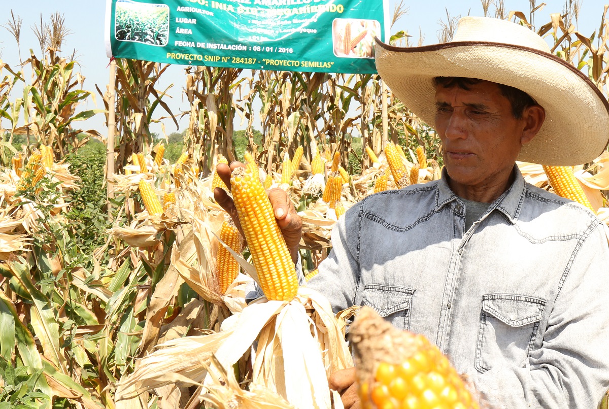Animales y Plantas de Perú PLAAN: Perú Produce Semilla de Alta Calidad ...