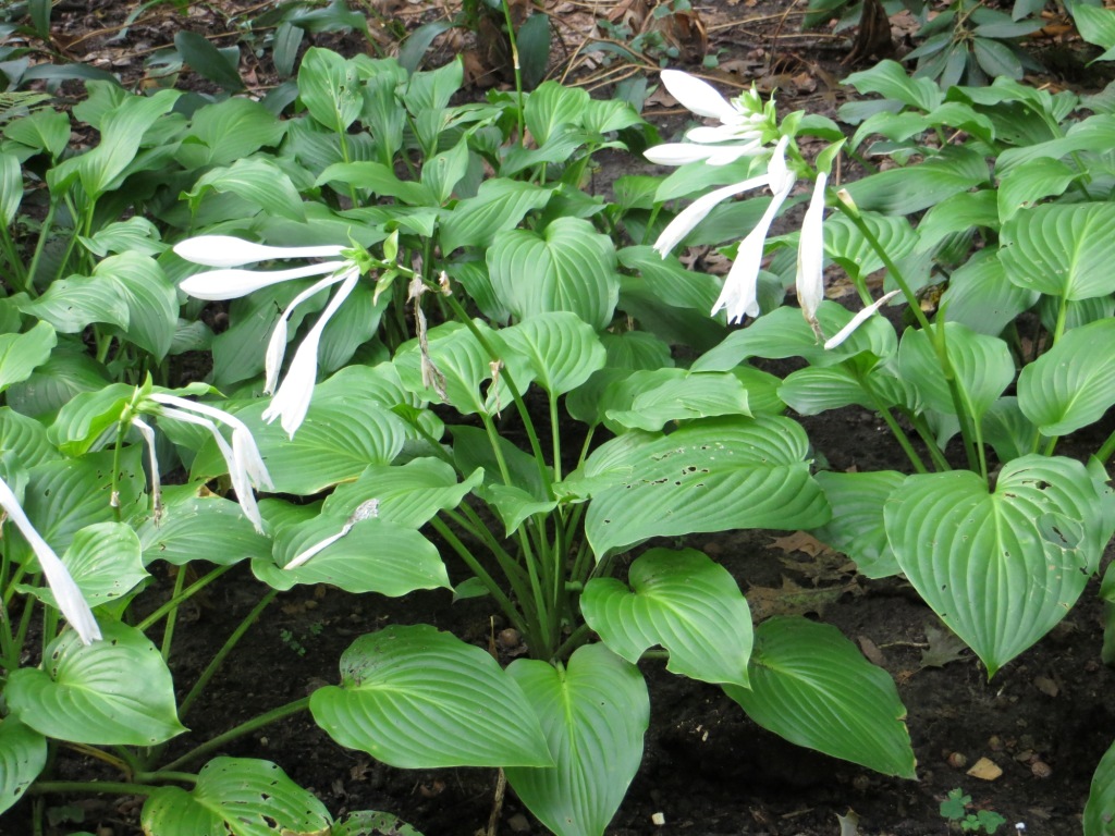 Hosta plantaginea - Fragrant plantain lily - August lily care and ...