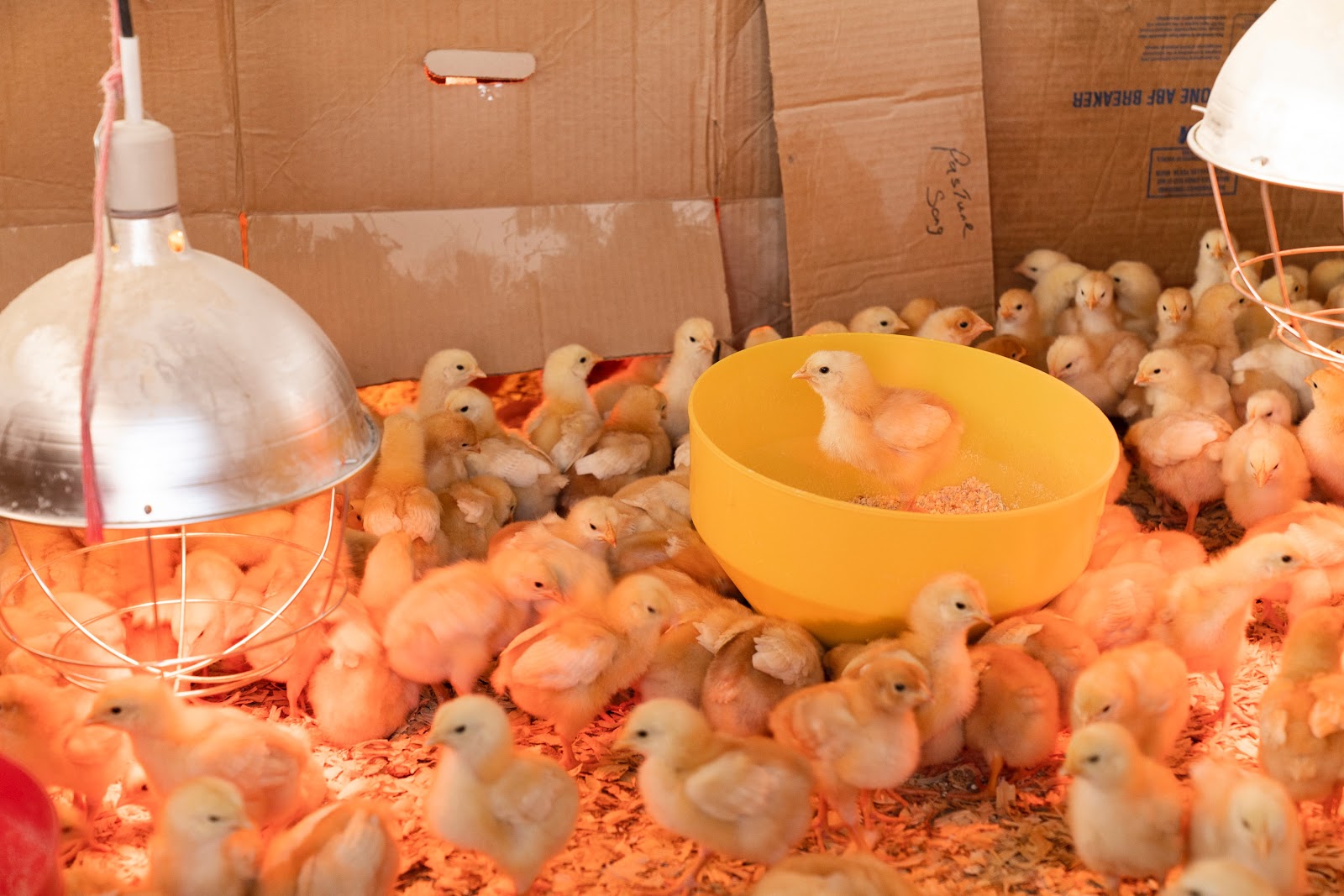 Poultry Farming Business Plan Poultry Farming For Beginners poultry-farming-business-plan-poultry-farming-for-beginners