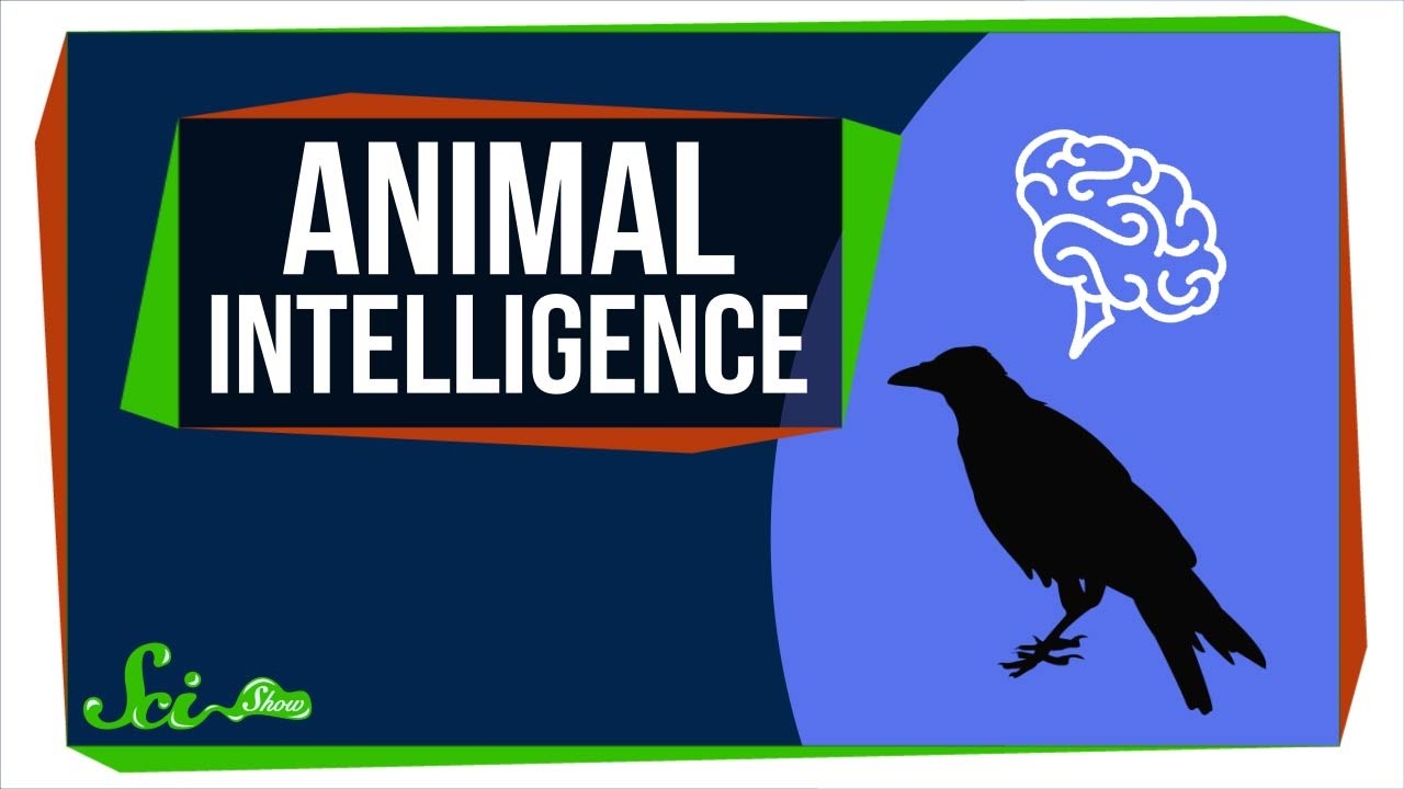 Let's Blog: ANIMAL INTELLIGENCE