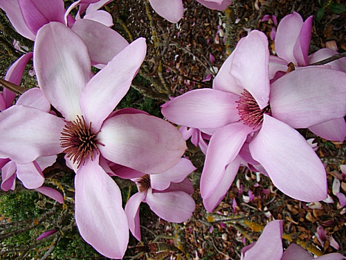 WORLD OF MAGNOLIAS: Magnolia "Apollo"