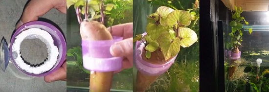 How to grow sweet potato in a fish tank