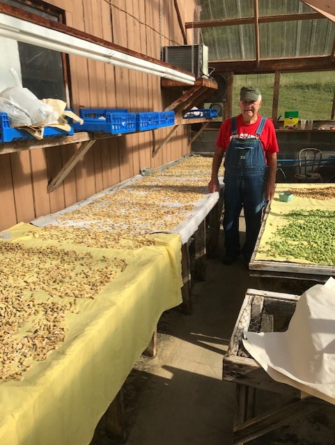 My Appalachian Life: Lazy Wife Greasy Beans, A Lesson In Appalachian ...