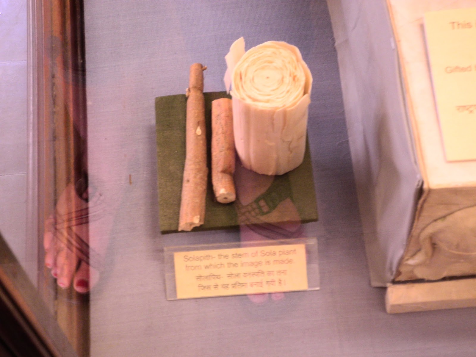 Mel Miller: Shola pith