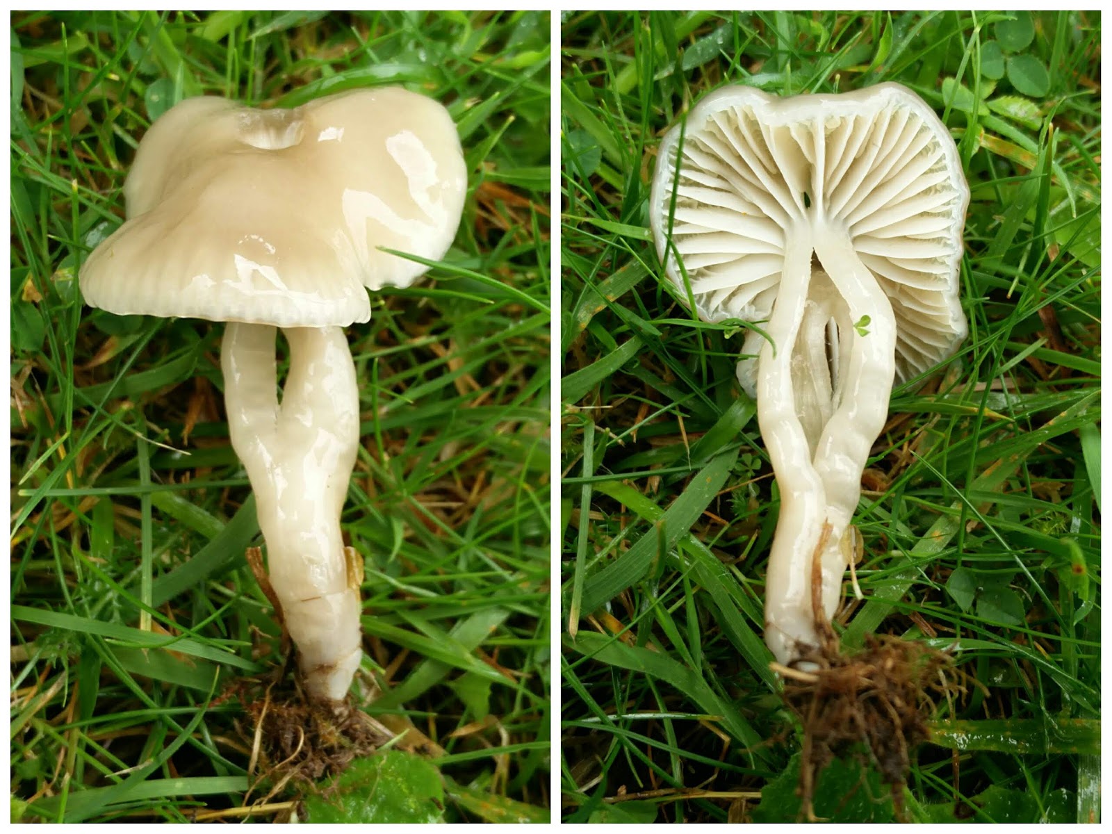 Misidentifying Fungi: Review of that grassland waxcap identification ...