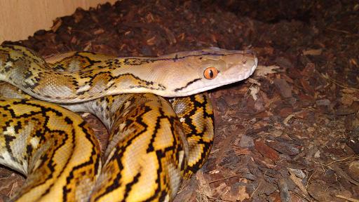 Zoo Animals: Seriously Ugly Snakes