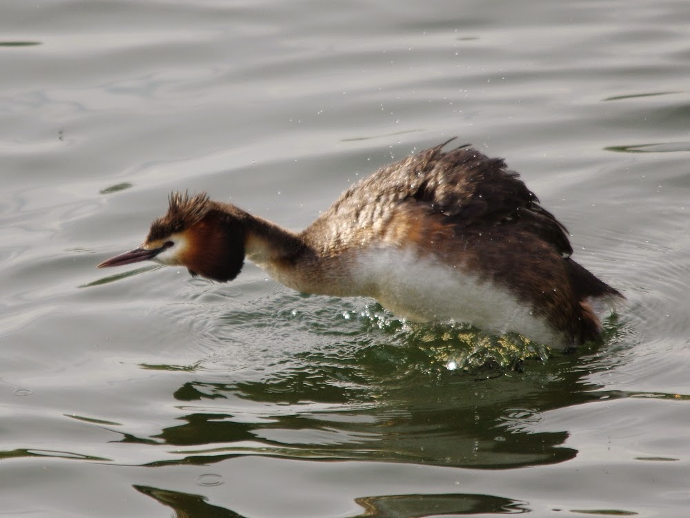 Kensington Gardens and Hyde Park birds